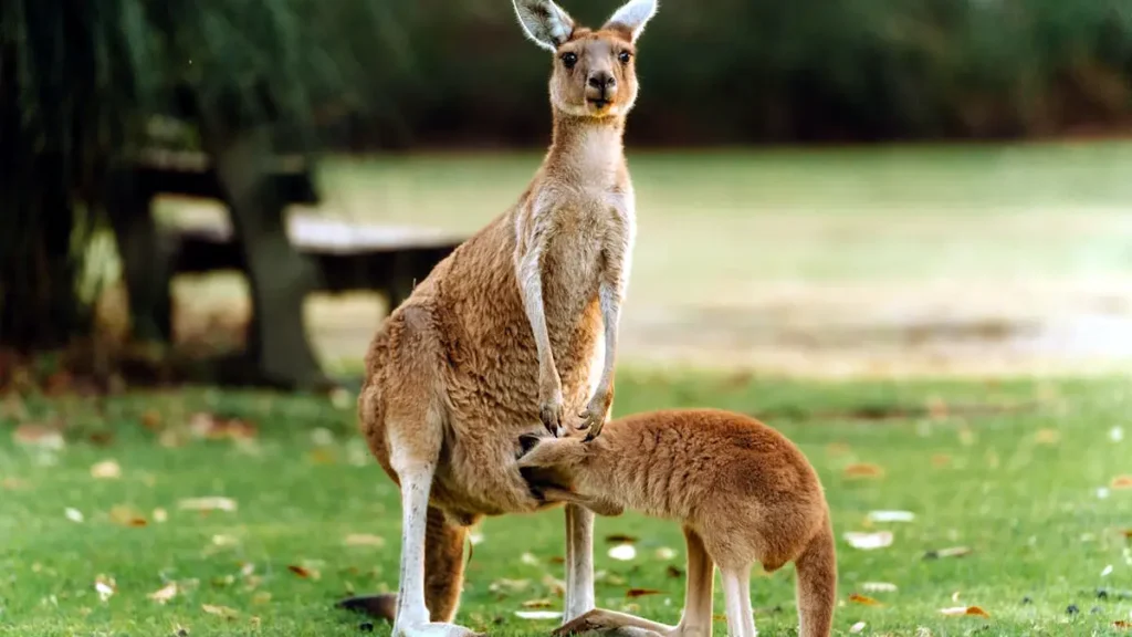 Pitti Bird Sanctuary Lakshadweep - Aryan Go
