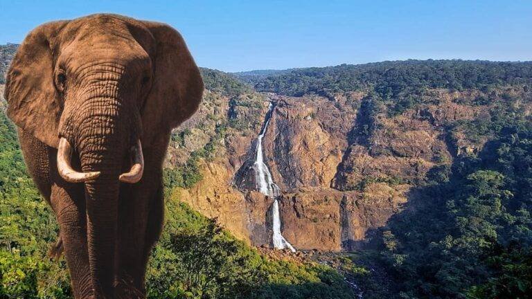 Similipal Tiger Reserve Odisha – Aryan Go